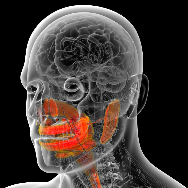 3d Render Medical Illustration of the Human Digestive System Stock ...