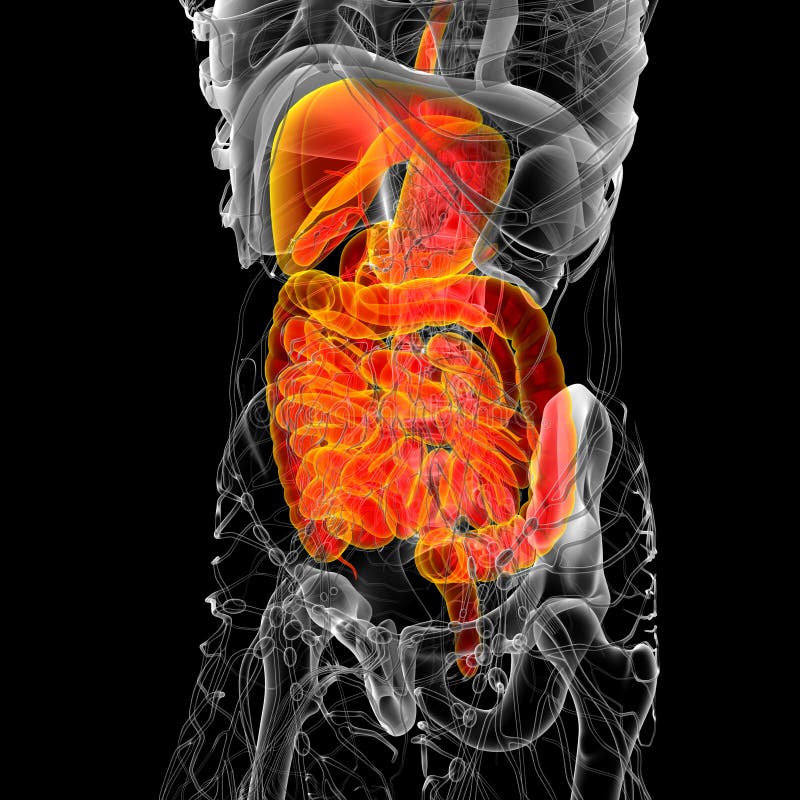 3d Render Medical Illustration of the Human Digestive System Stock ...