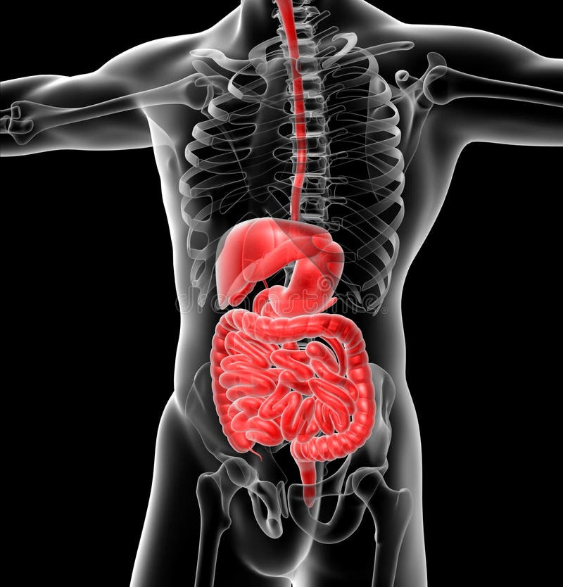 3d Render Medical Illustration of the Human Digestive System Stock ...