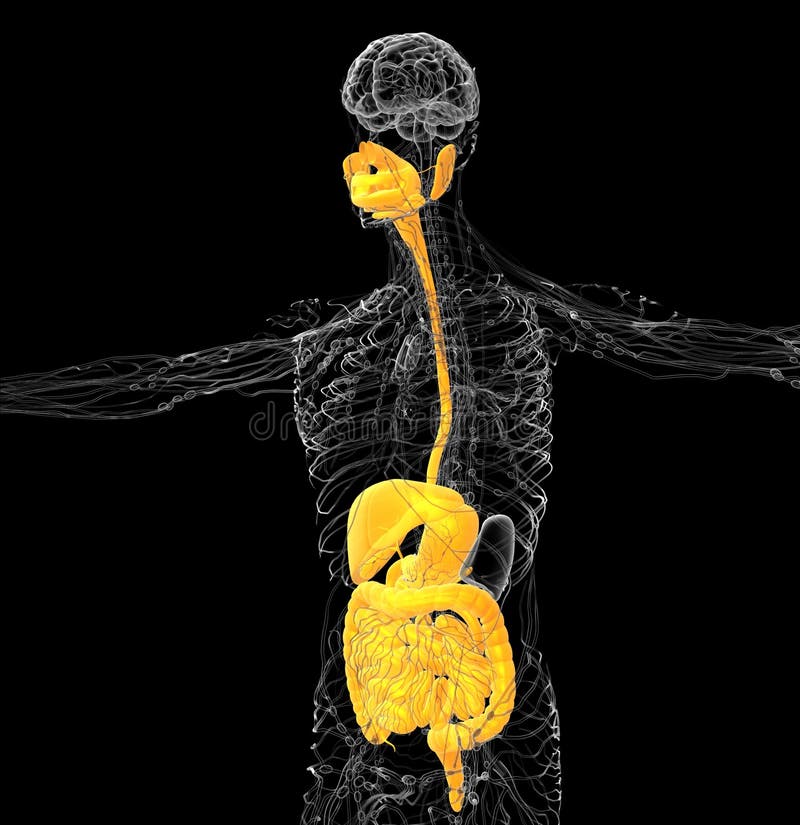 3d Render Medical Illustration of the Human Digestive System Stock ...