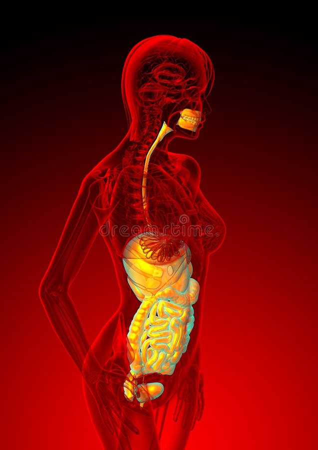 3d Render Medical Illustration of the Human Digestive System Stock ...
