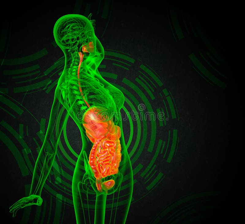 3d Render Medical Illustration of the Human Digestive System Stock ...