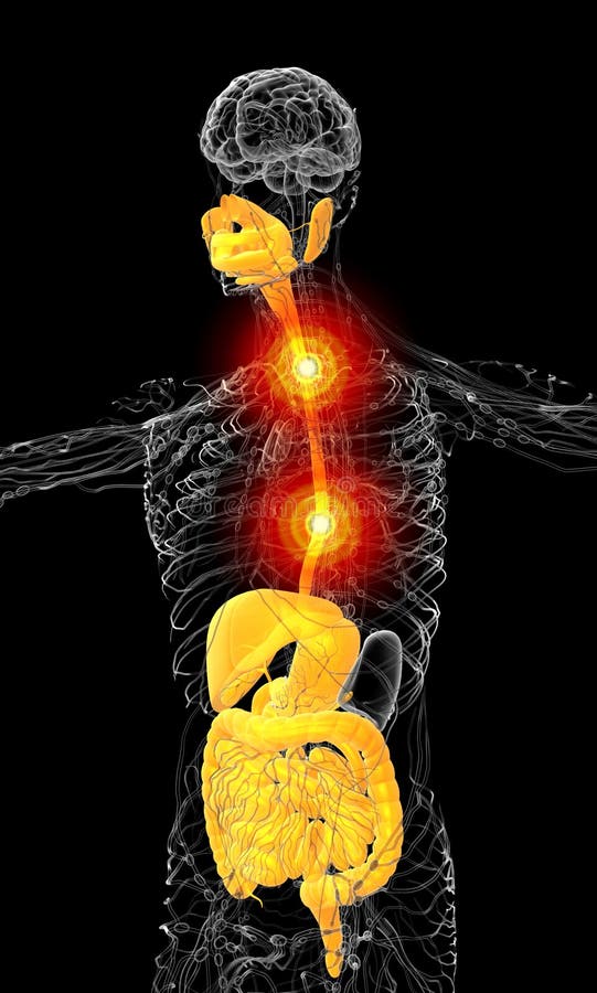 3d Render Medical Illustration of the Human Digestive System Stock ...