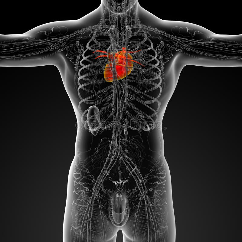 3d Render Medical Illustration of the Human Heart Stock Illustration ...