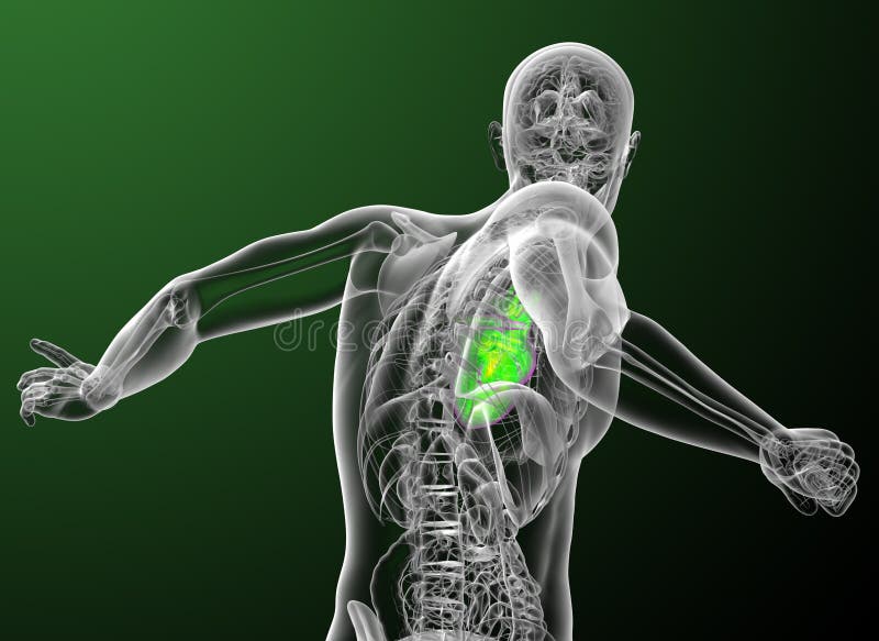 3d Render Medical Illustration of the Human Heart Stock Illustration ...