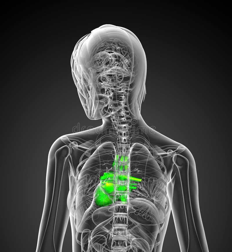 3d Render Medical Illustration of the Human Heart Stock Illustration ...