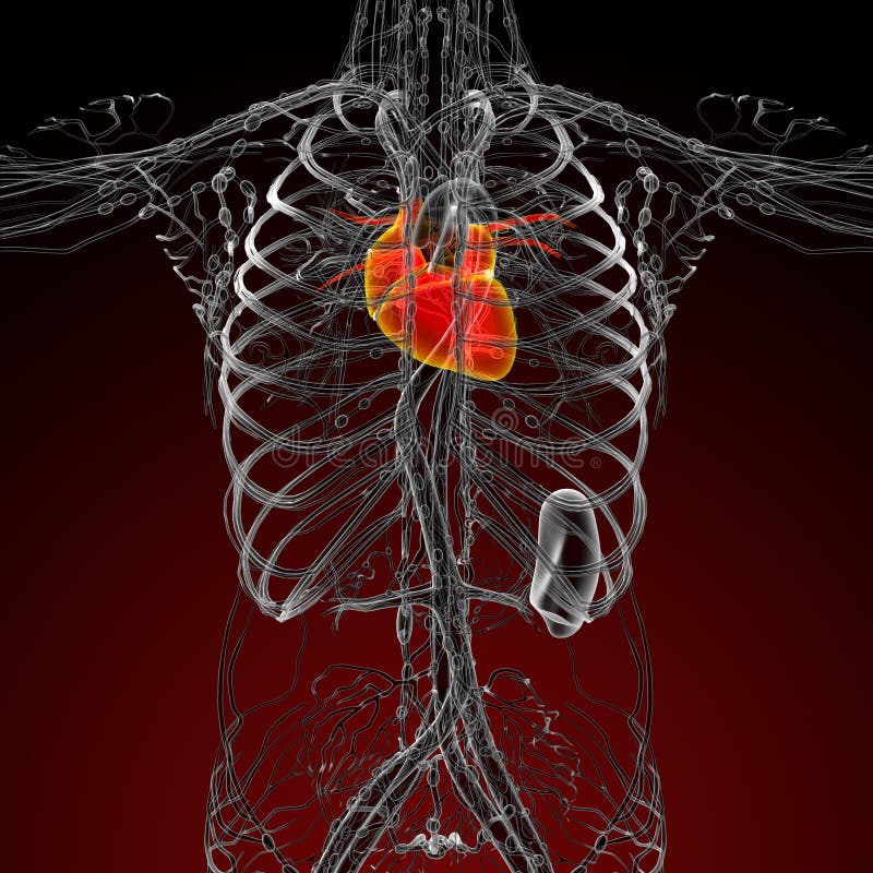 3d Render Medical Illustration of the Human Heart Stock Illustration ...