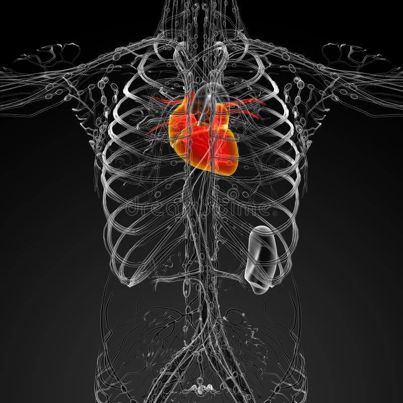 3d Render Medical Illustration of the Human Heart Stock Illustration ...