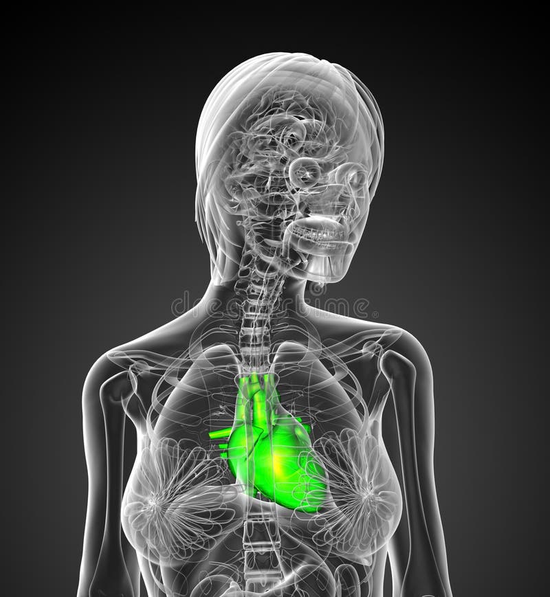 3d Render Medical Illustration of the Human Heart Stock Illustration ...