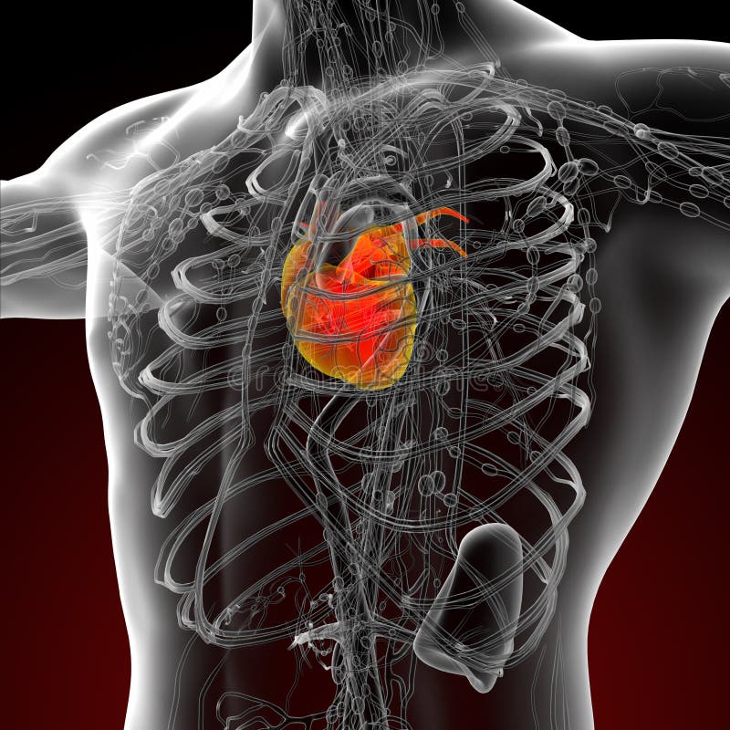 Anatomy Side View Human Heart Stock Illustrations – 361 Anatomy Side ...