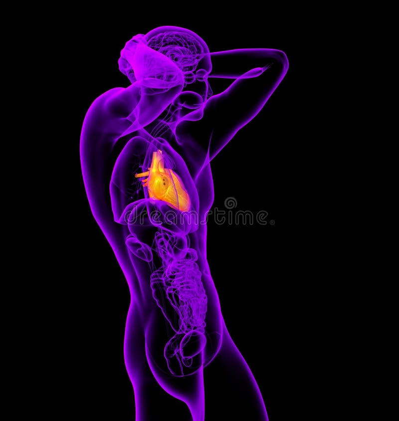 3d Render Medical Illustration of the Human Heart Stock Illustration ...