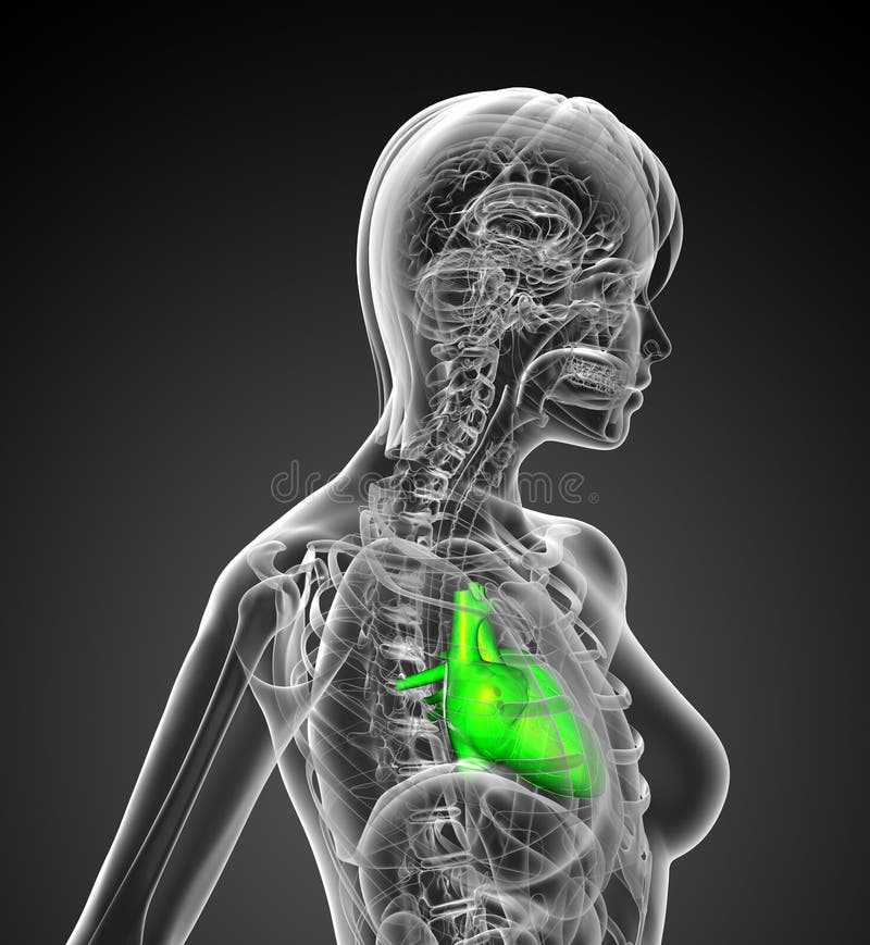 3d Render Medical Illustration of the Human Heart Stock Illustration ...