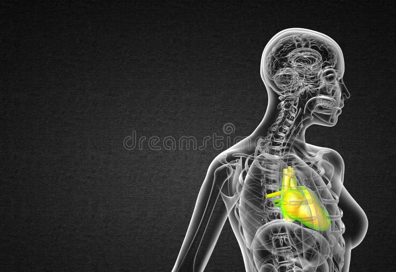 3d Render Medical Illustration of the Human Heart Stock Illustration ...