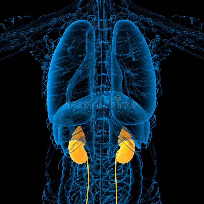 3d Render Medical Illustration of the Human Kidney Stock Illustration ...
