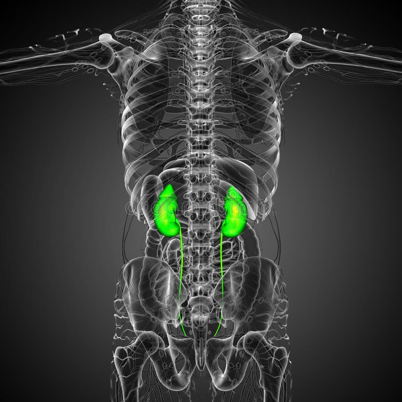 3d Render Medical Illustration of the Human Kidney Stock Illustration ...