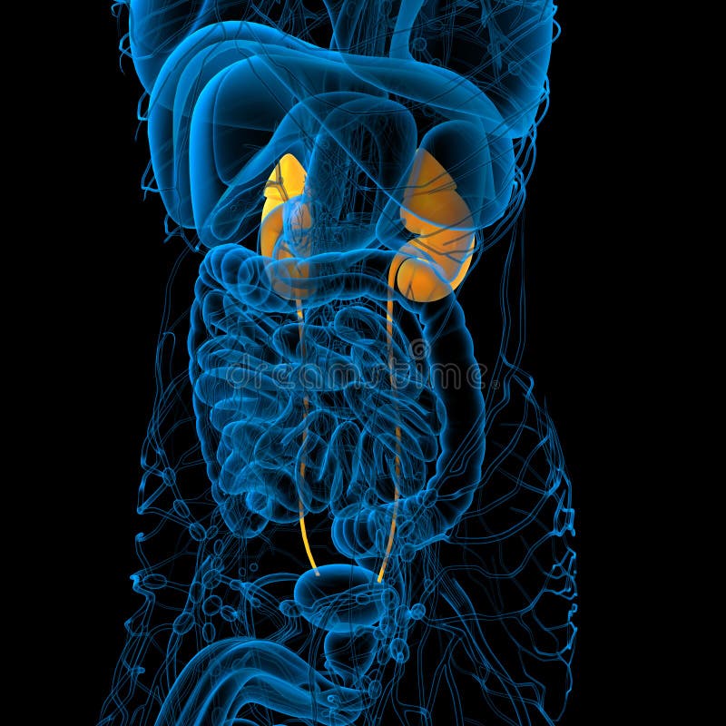 Kidney Side Stock Illustrations – 325 Kidney Side Stock Illustrations ...