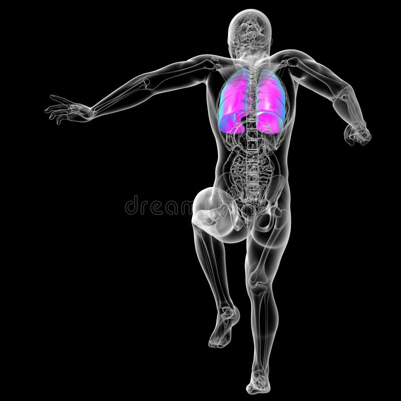 3d Render Medical Illustration of the Human Lung Stock Illustration ...