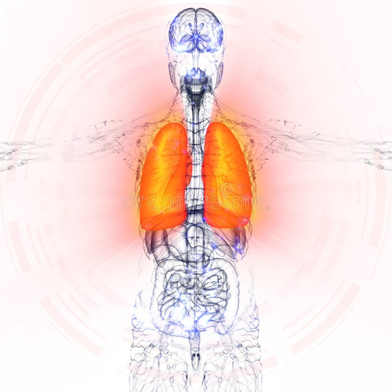 3d Render Medical Illustration of the Human Lung Stock Illustration ...