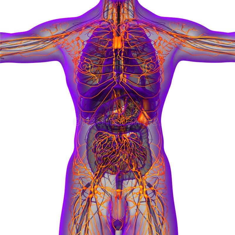 3d Render Medical Illustration of the Human Lymphatic System Stock ...