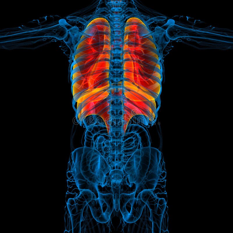 3d Render Medical Illustration of the Human Respiratory System Stock ...