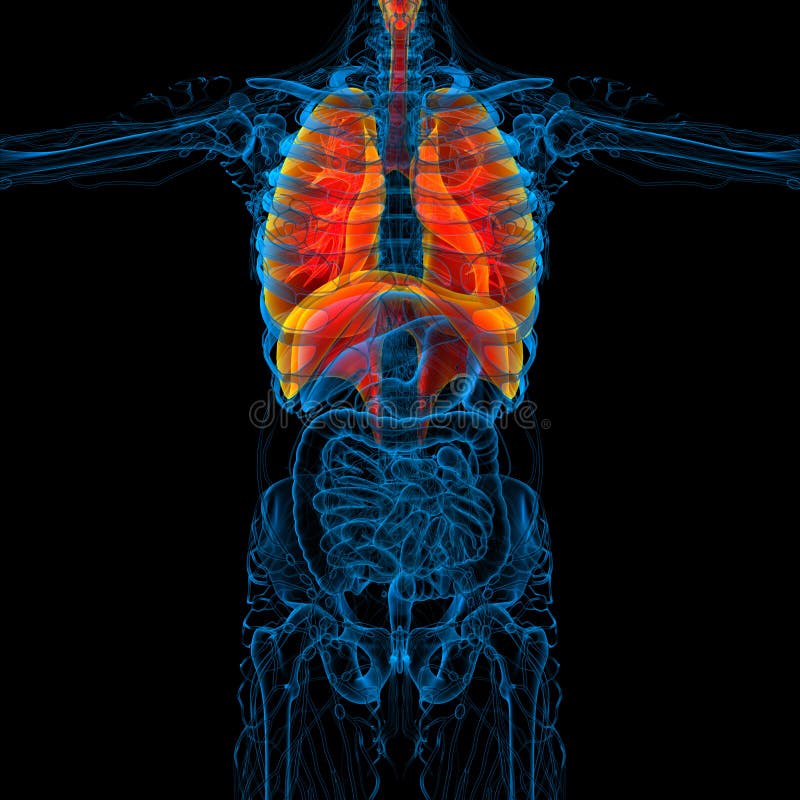 3d Render Medical Illustration of the Human Respiratory System Stock ...