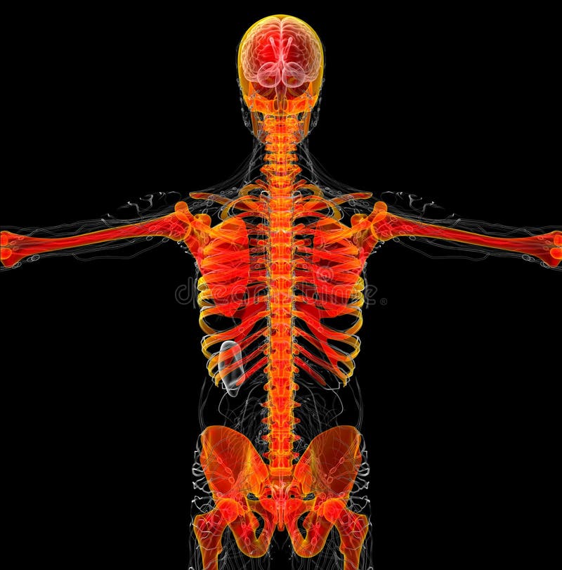 3d Render Medical Illustration of the Human Skeleton Stock Illustration ...