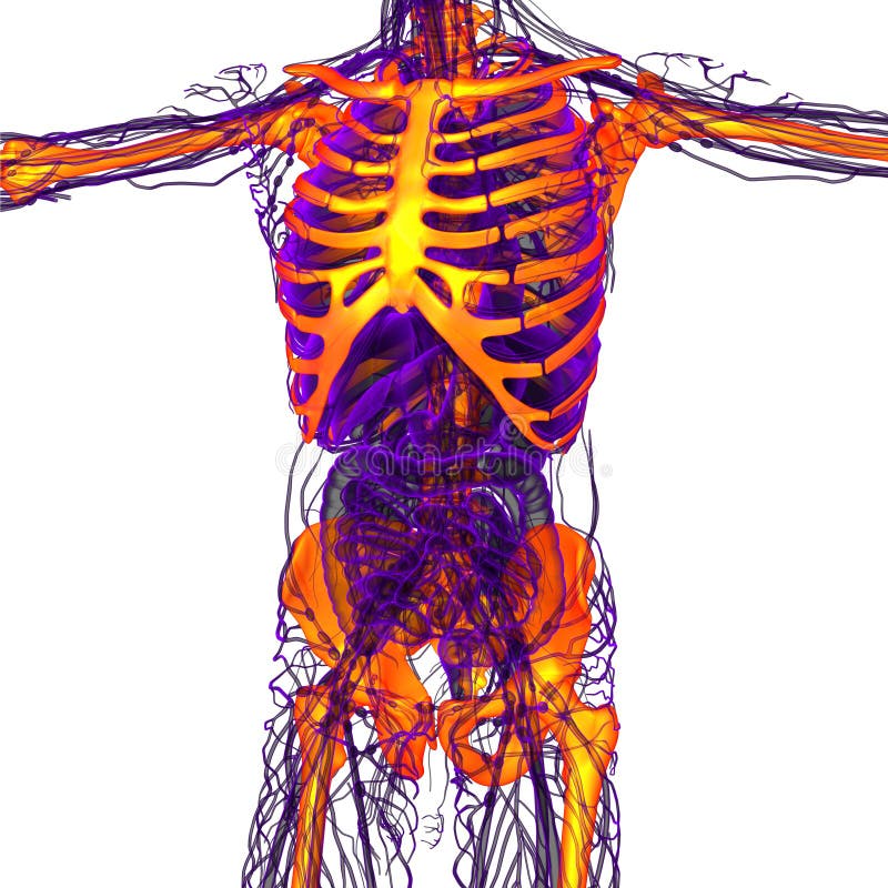Human Skeleton Side View Stock Illustrations – 1,192 Human Skeleton ...