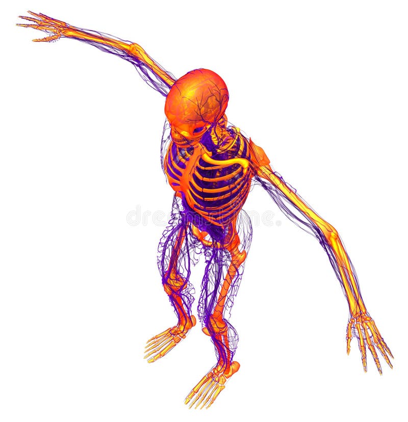 3d Render Medical Illustration of the Human Skeleton Stock Illustration ...