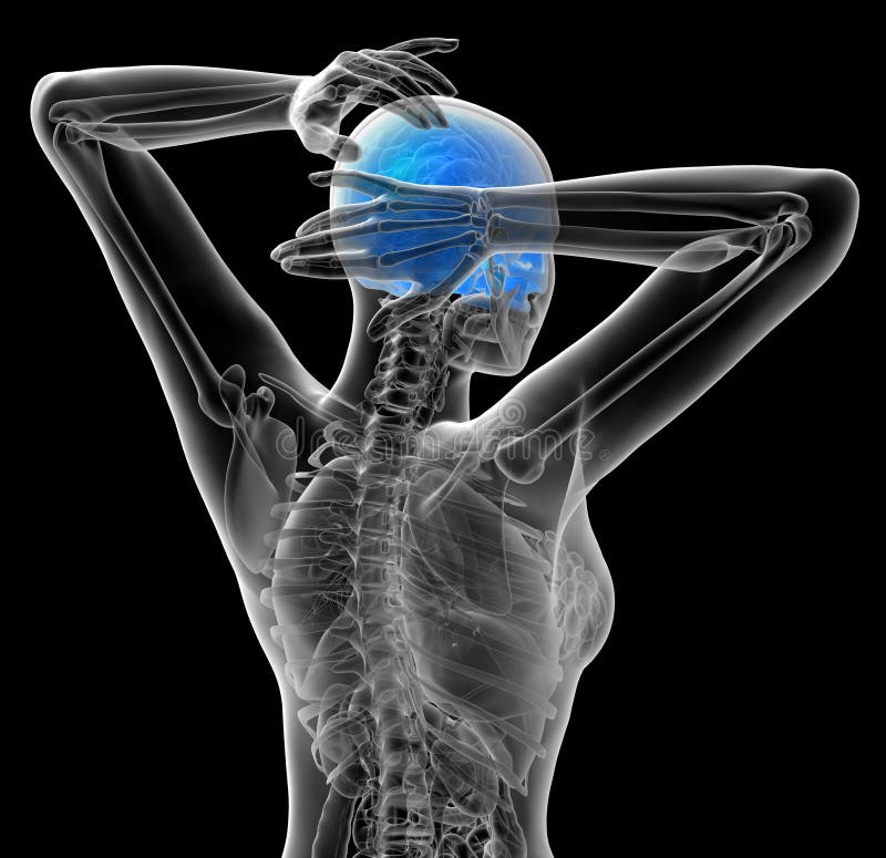 Human Skull Back View Stock Illustrations – 354 Human Skull Back View ...