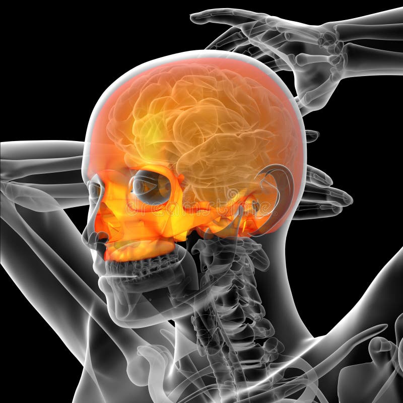3d Render Medical Illustration of the Human Skull Stock Illustration ...