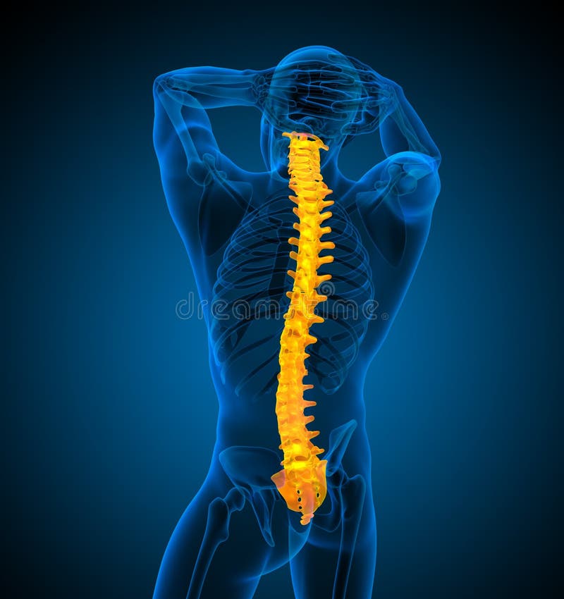 3d Render Medical Illustration of the Human Spine Stock Illustration ...