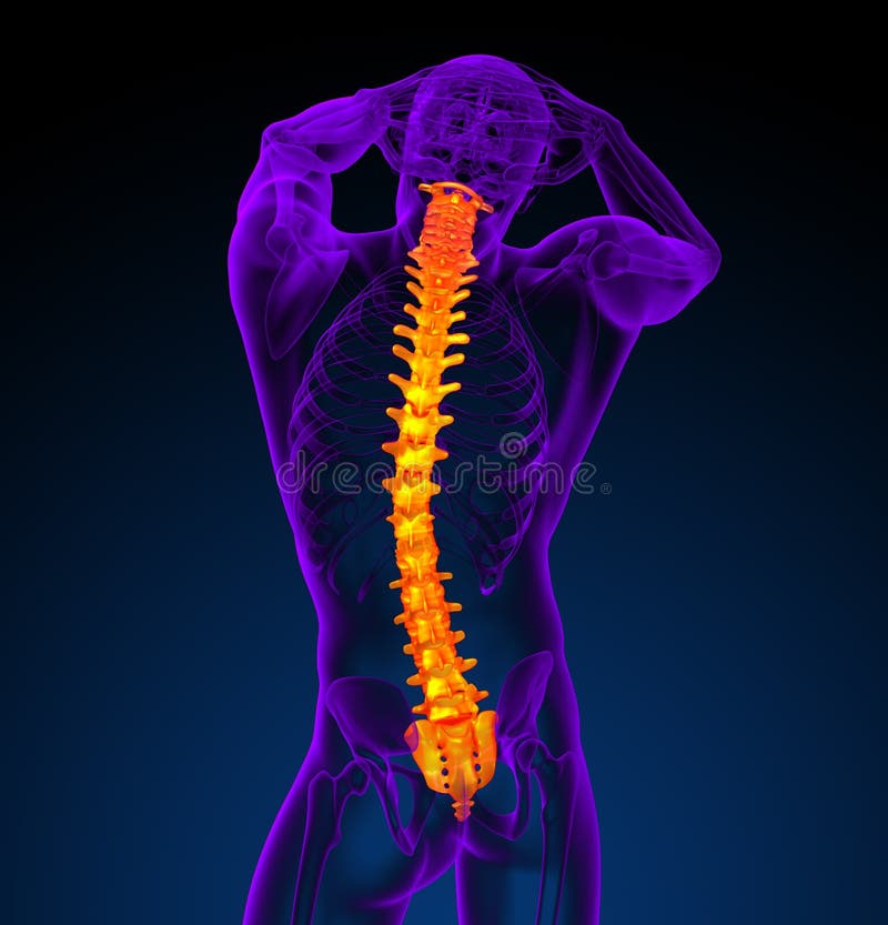 3d Render Medical Illustration of the Human Spine Stock Illustration ...