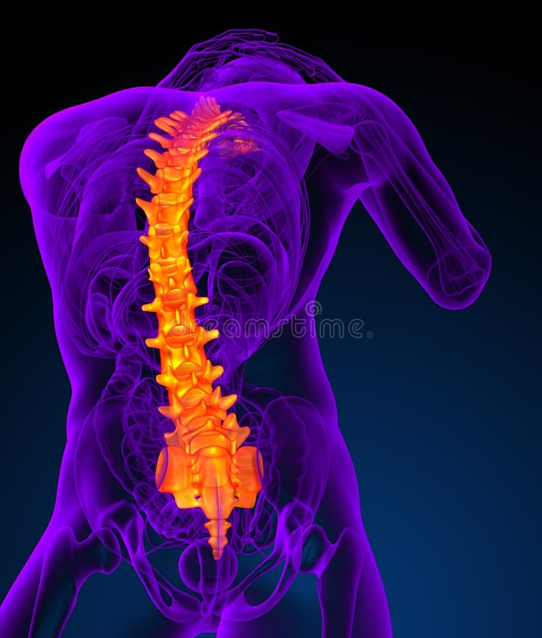3d Render Medical Illustration of the Human Spine Stock Illustration ...