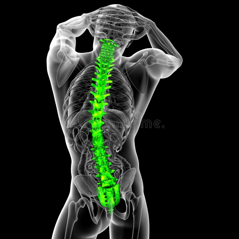 3d Render Medical Illustration of the Human Spine Stock Illustration ...