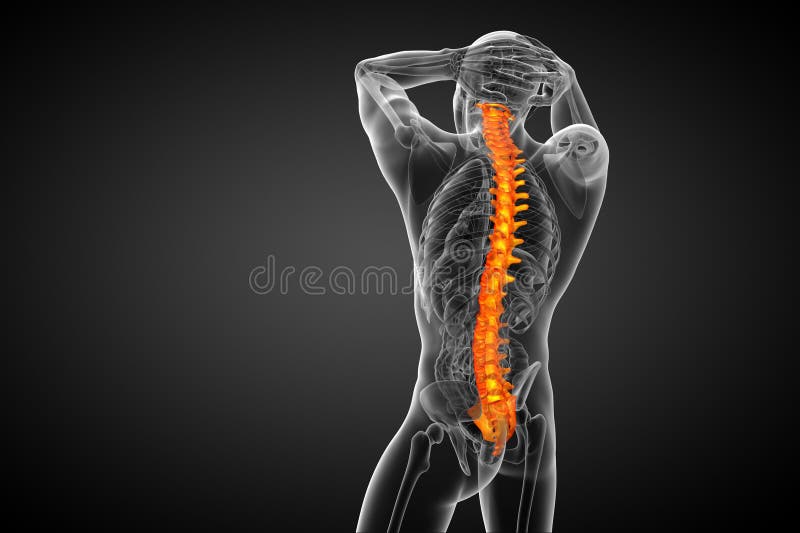 3d Render Medical Illustration of the Human Spine Stock Illustration ...