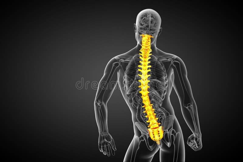 3d Render Medical Illustration of the Human Spine Stock Illustration ...