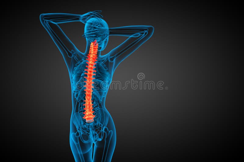 3d Render Medical Illustration of the Human Spine Stock Illustration ...