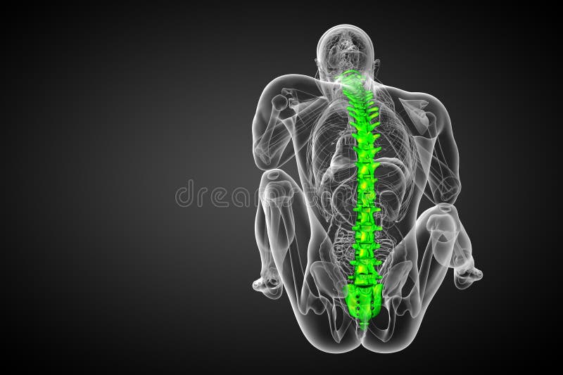 3d Render Medical Illustration of the Human Spine Stock Illustration ...