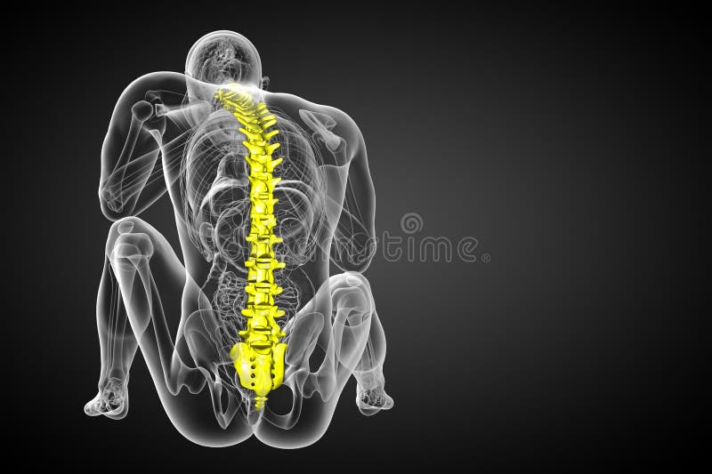 3d Render Medical Illustration of the Human Spine Stock Illustration ...