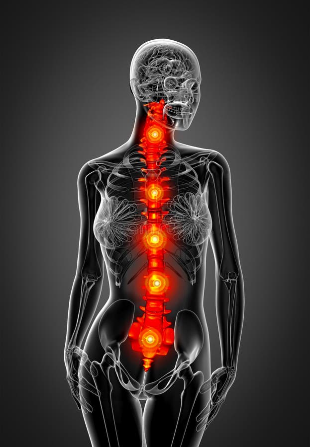 3d Render Medical Illustration of the Human Spine Stock Illustration ...