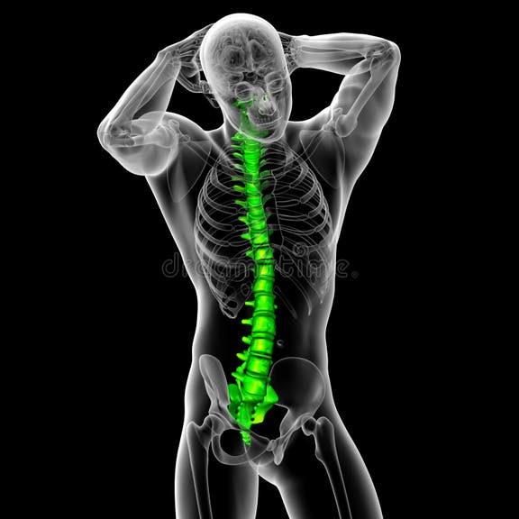 3d Render Medical Illustration of the Human Spine Stock Illustration ...