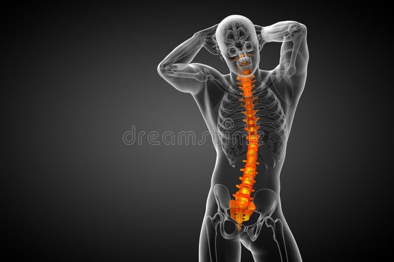 3d Render Medical Illustration of the Human Spine Stock Illustration ...