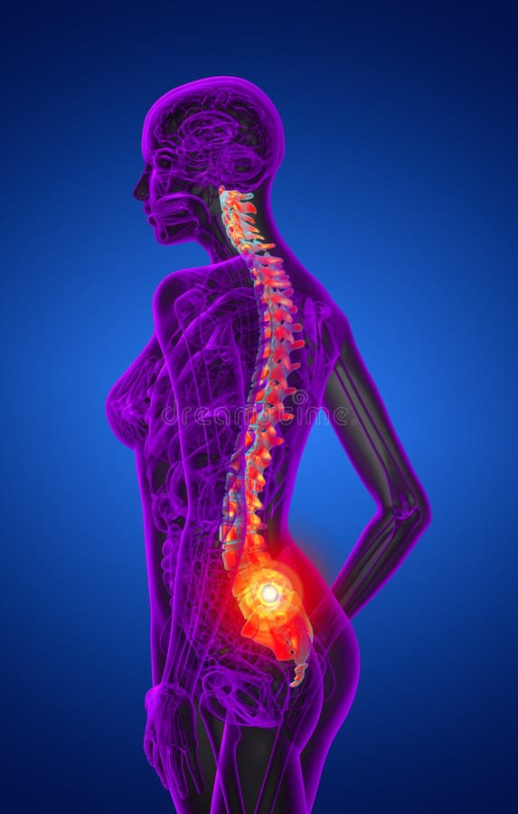 3d Render Medical Illustration of the Human Spine Stock Illustration ...