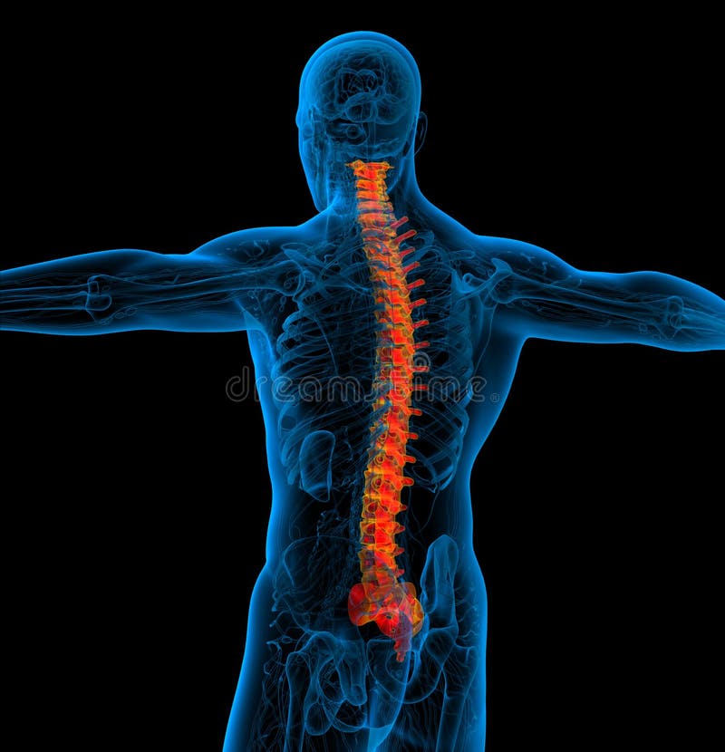 3d Render Medical Illustration of the Human Spine Stock Illustration ...