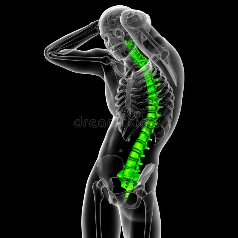 3d Render Medical Illustration of the Human Spine Stock Illustration ...
