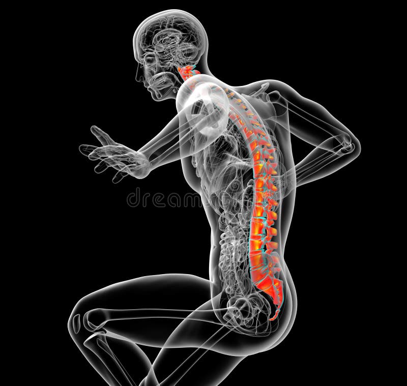 3d Render Medical Illustration of the Human Spine Stock Illustration ...