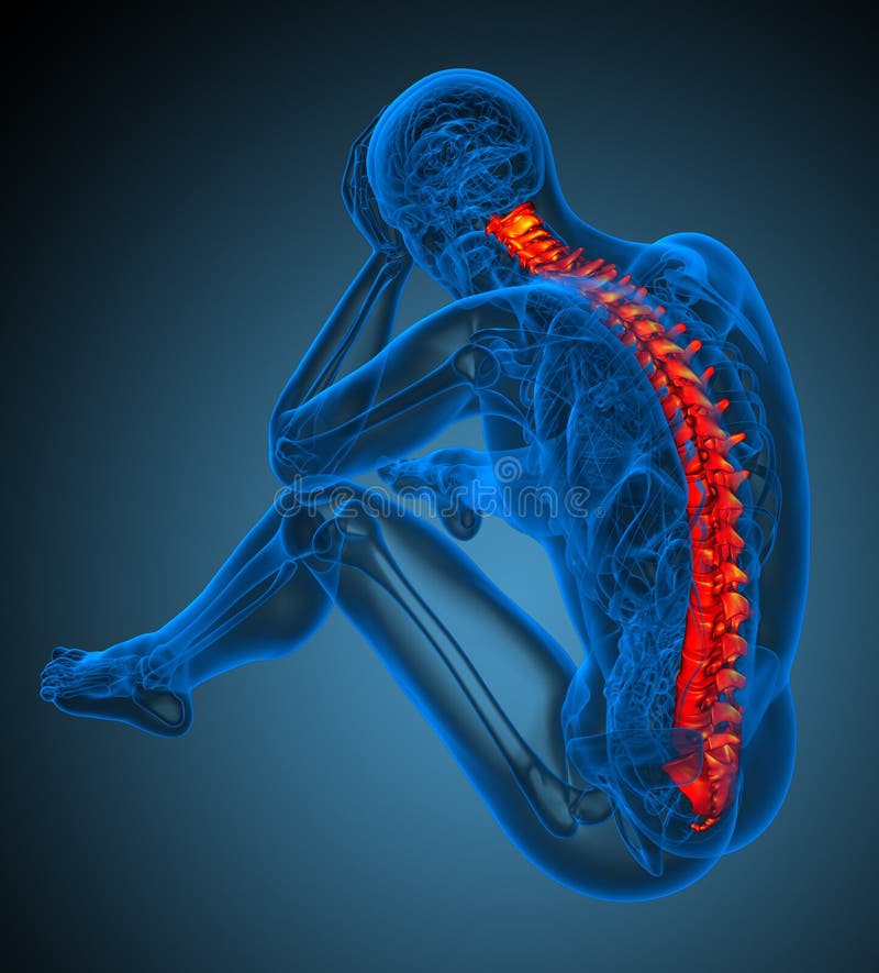 3d Render Medical Illustration of the Human Spine Stock Illustration ...