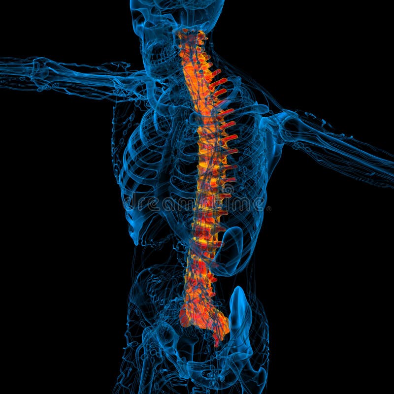 3d Render Medical Illustration of the Human Spine Stock Illustration ...