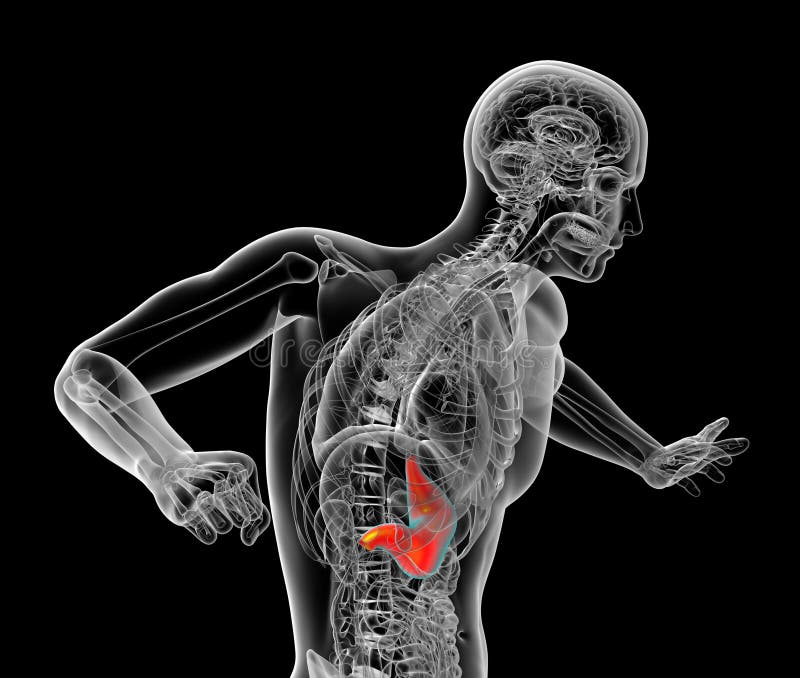 3d Render Medical Illustration of the Human Stomach Stock Illustration ...