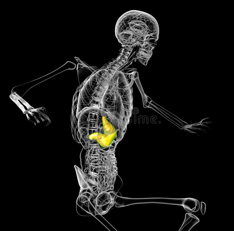 3d Render Medical Illustration of the Human Stomach Stock Illustration ...